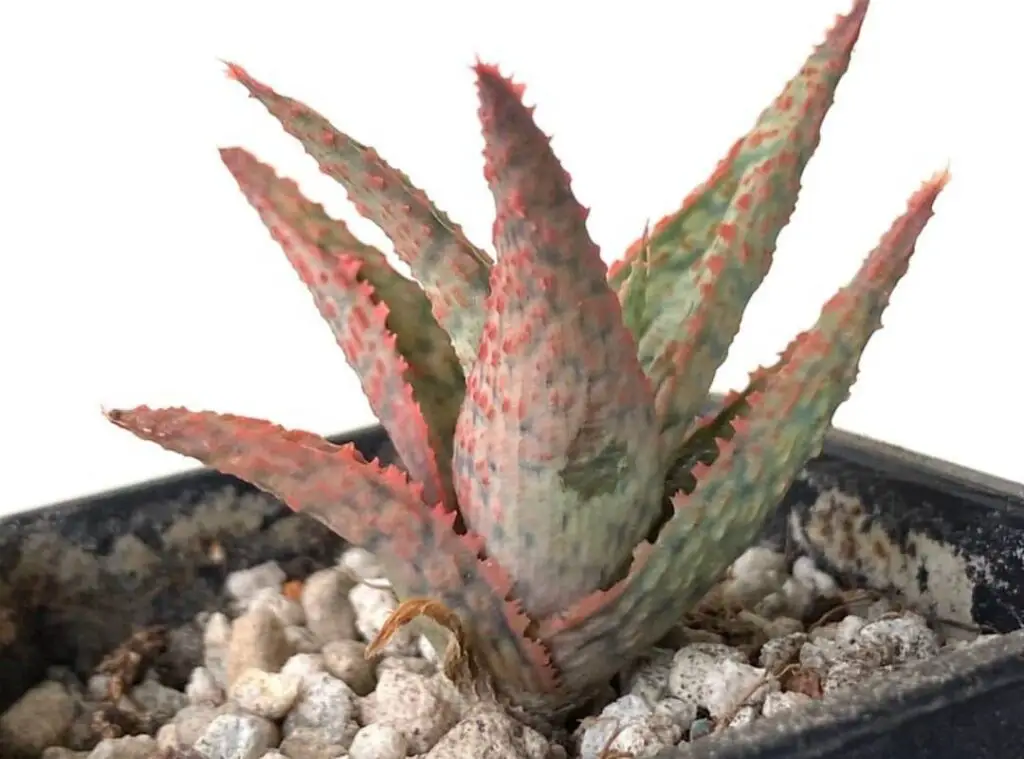 Aloe Pink Blush Care And Propagation| 15 Important Care Tips ...