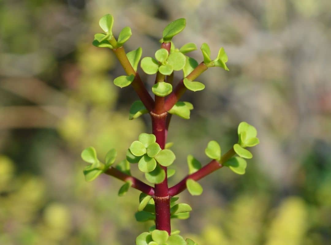 Elephant Bush Succulent | Why Is Everyone Talking About Them ...