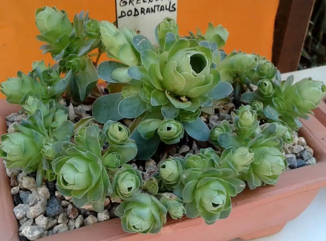 Greenovia Dodrantalis (Rose Succulent) Succulent Ultimate Care Guide | Succulent Thrive