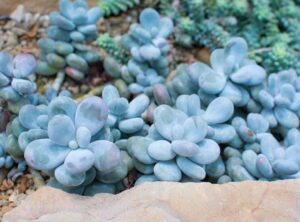 What Succulents Attract Hummingbirds? (11 Plants) | Succulent Thrive