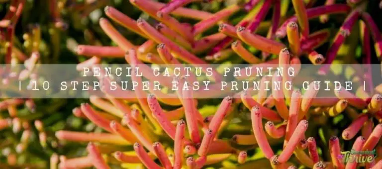 Pencil Cactus Pruning | 10 Step Super Easy Pruning Guide | Succulent Thrive