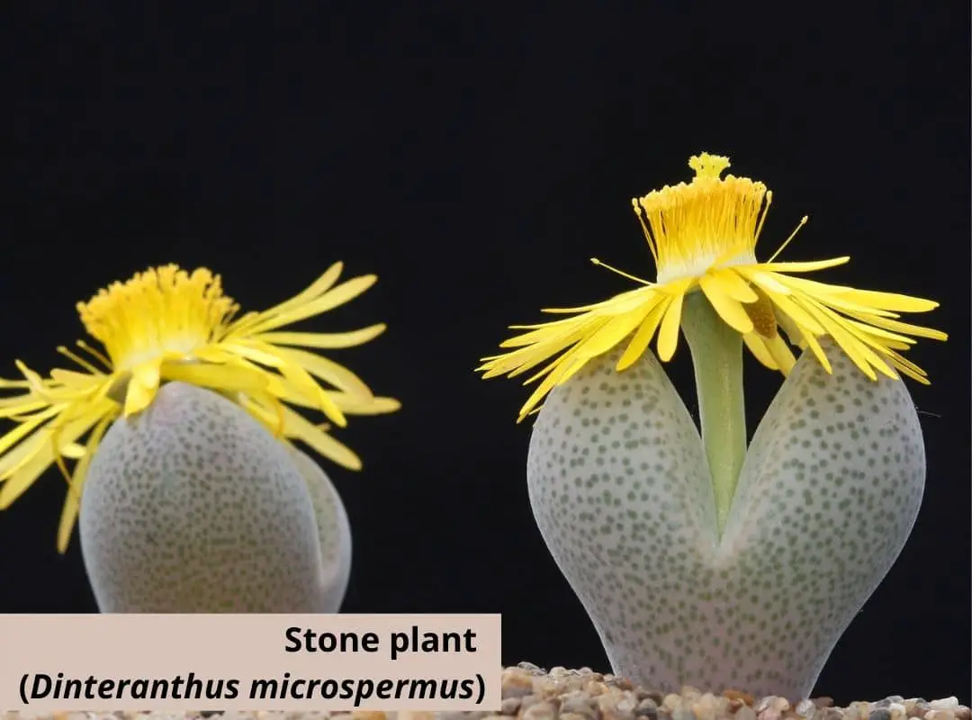 15 Rare And Weird Looking Succulents For Your Home Garden | Succulent Thrive