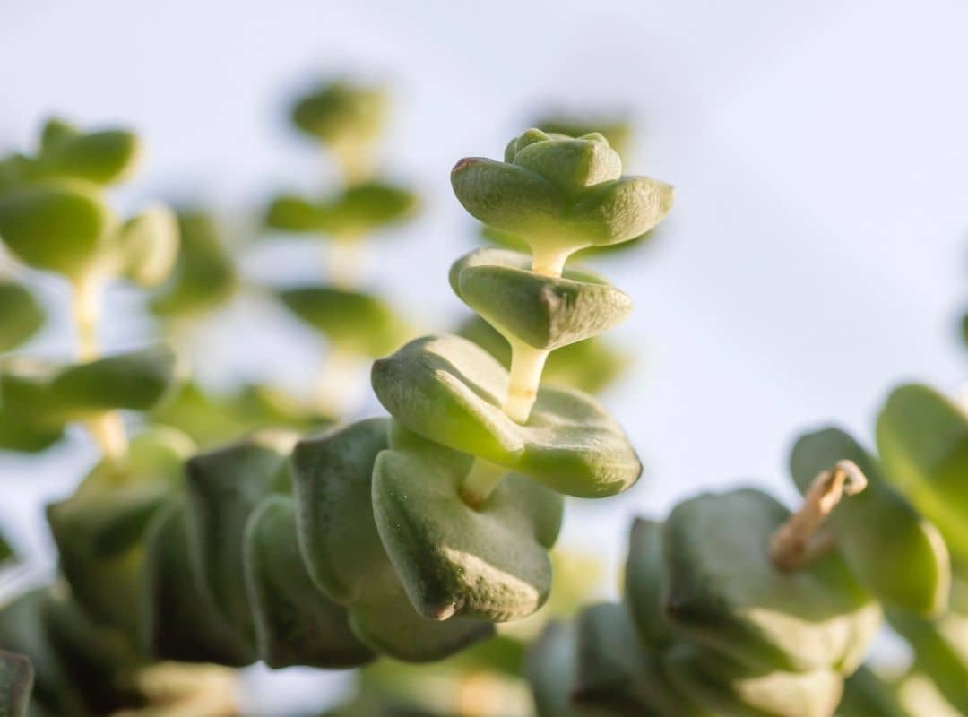 String Of Buttons | 15 Care Secrets Only A Handful Of People Know ...