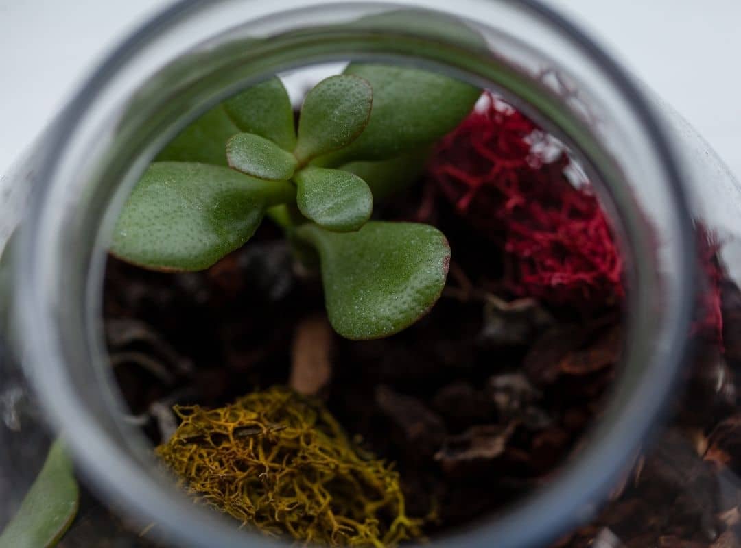 What Does Light Stress Look Like? | 13 Important Facts | Succulent Thrive