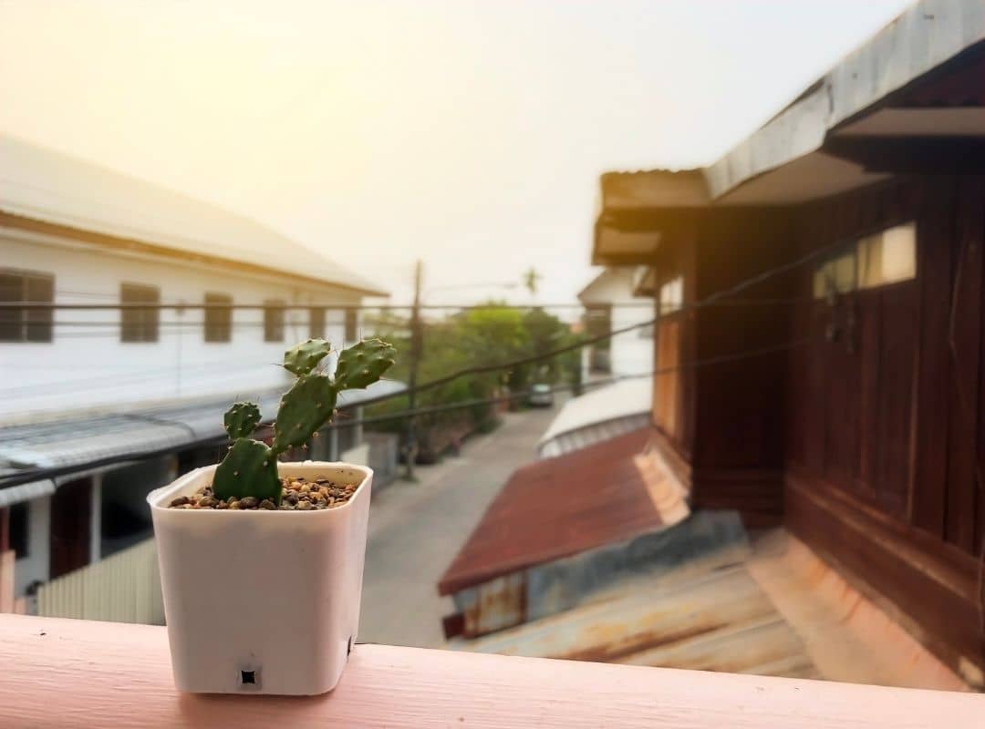 What Does Light Stress Look Like? | 13 Important Facts | Succulent Thrive