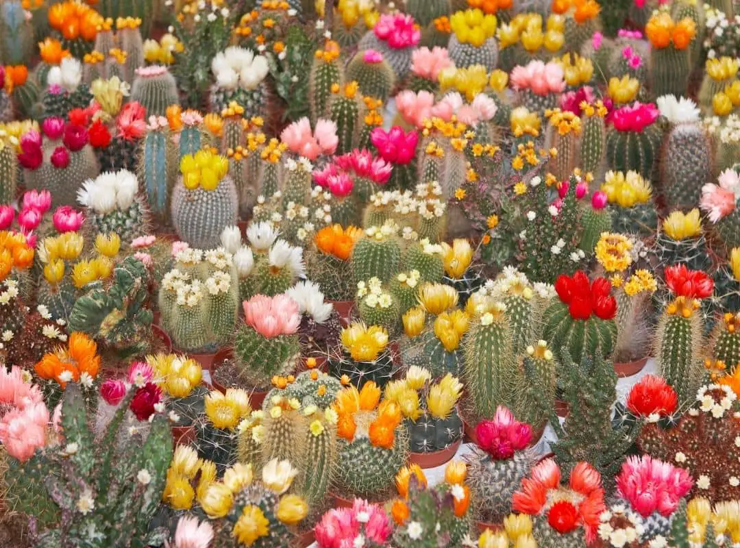 How To Make Cactus Bloom | 8 Very Important Tips | Succulent Thrive