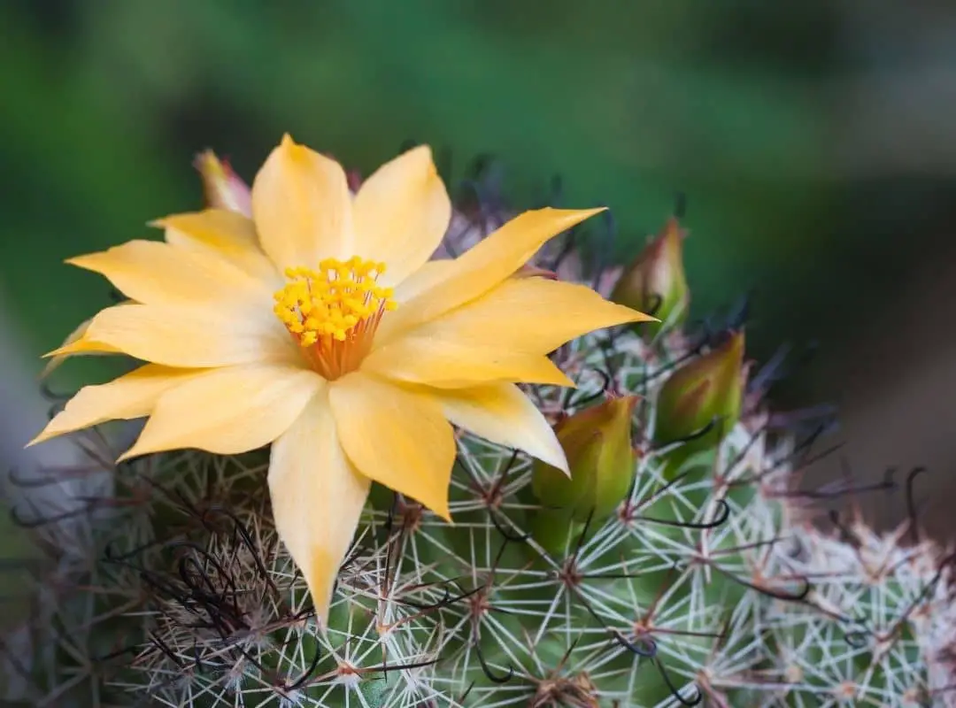 How To Make Cactus Bloom | 8 Very Important Tips | Succulent Thrive