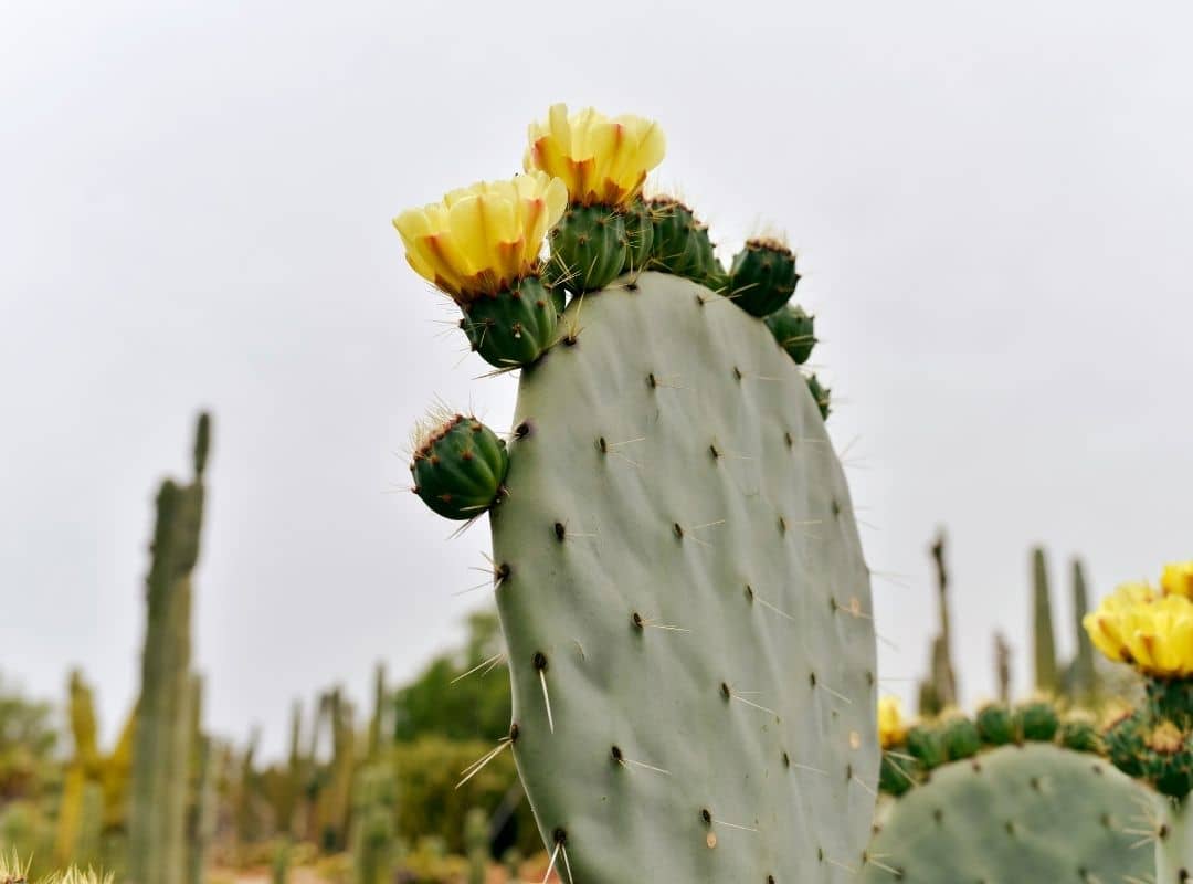 How To Make Cactus Bloom | 8 Very Important Tips | Succulent Thrive