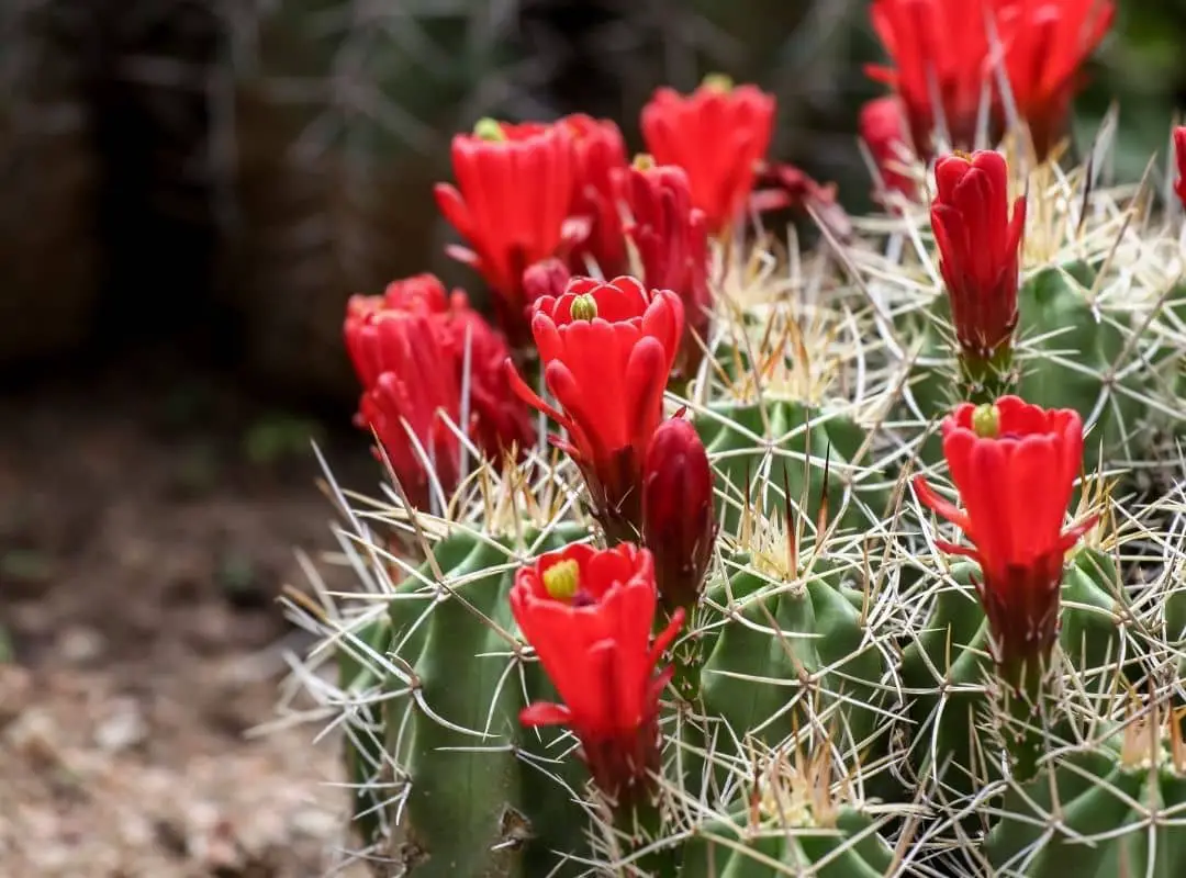 How To Make Cactus Bloom | 8 Very Important Tips | Succulent Thrive