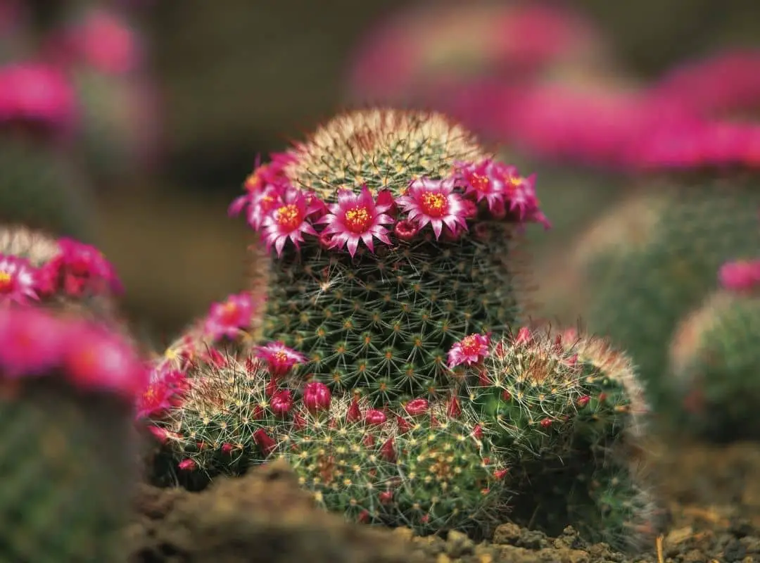 How To Make Cactus Bloom | 8 Very Important Tips | Succulent Thrive