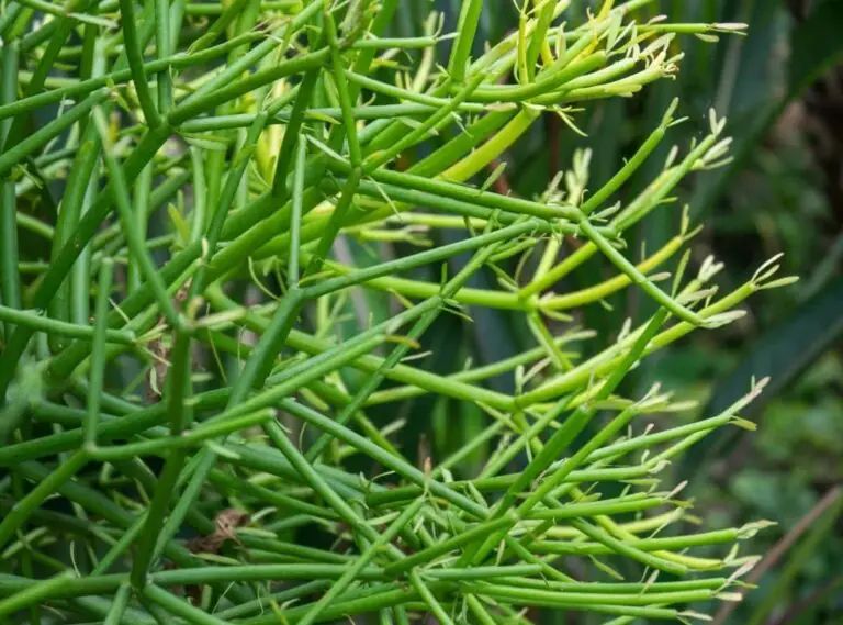 Pencil Cactus Propagation Guide | 4 Effective Way To Propagate ...