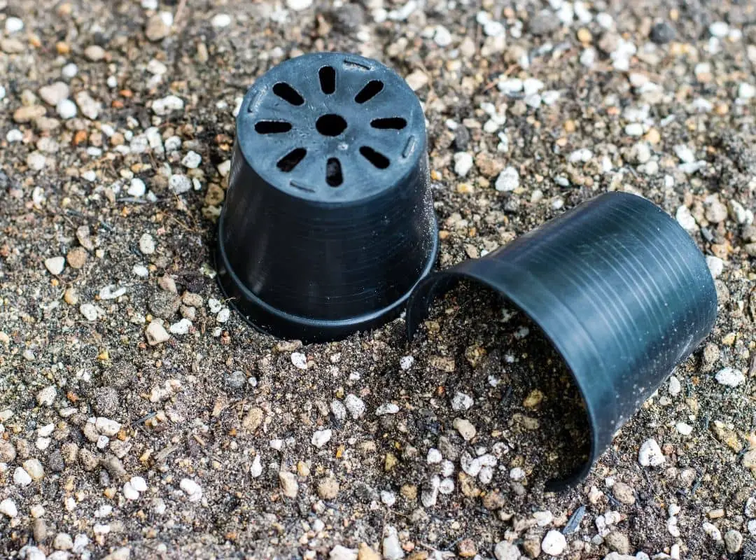 Best Cactus Soil Mix For A Perfect Cactus | Succulent Thrive