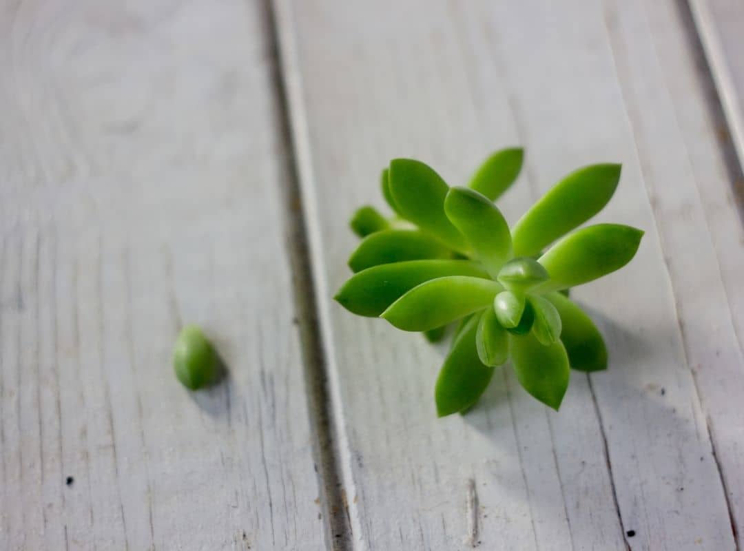 8 Reasons For Succulent Drooping | And Effective Ways To Stop Drooping ...