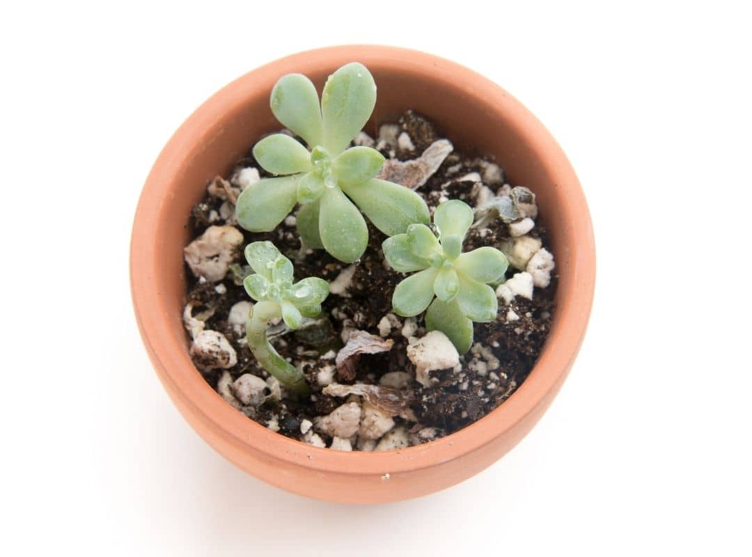 8 Reasons For Succulent Drooping | And Effective Ways To Stop Drooping ...