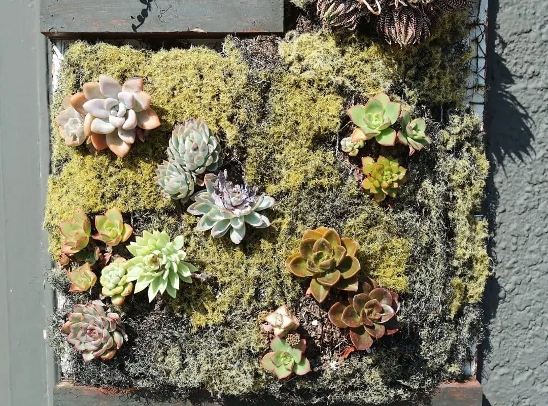 Succulent Wall Planter (What An Amazing Idea!) | Succulent Thrive