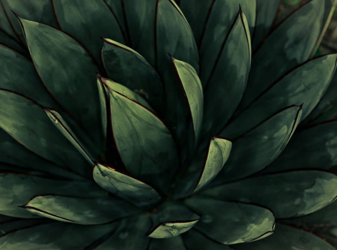 Agave Red Edge | 14 Astonishingly Simple Care Tips | Succulent Thrive