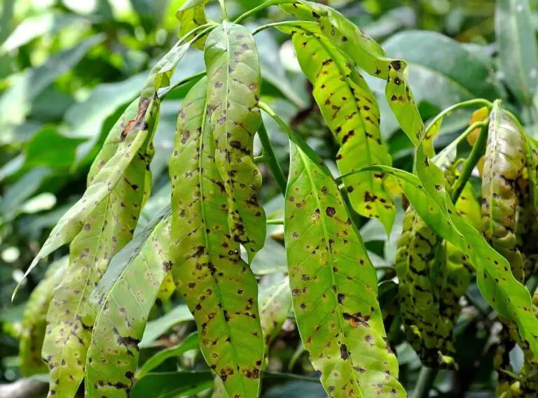 7 Fungal Infection On Succulents? | How To Treat Them | Succulent Thrive