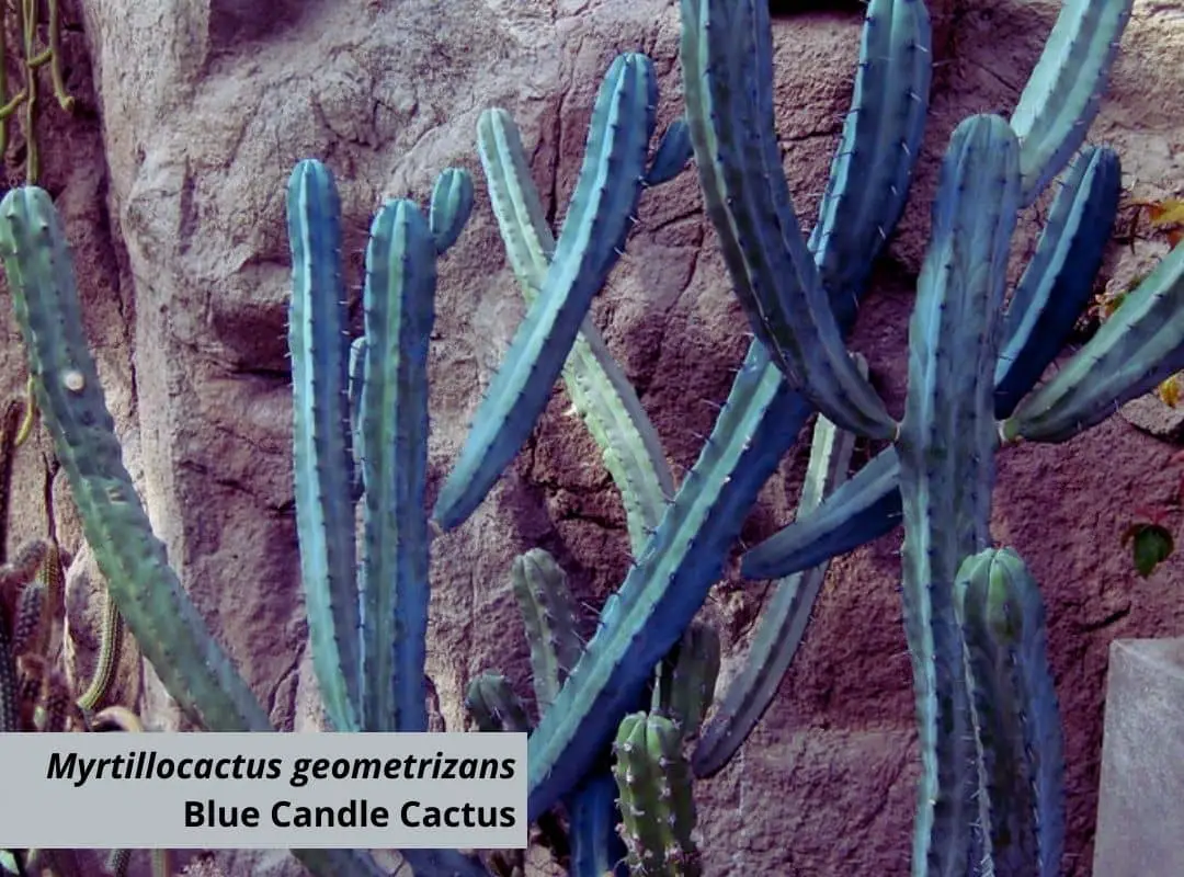 10 Blue Succulents And 5 Bluish Succulents For Your Amazing Garden ...