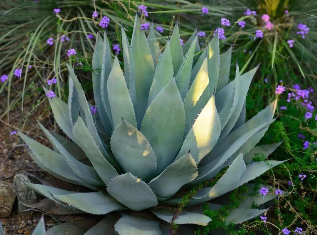 What Succulents Attract Hummingbirds? (11 Plants) | Succulent Thrive