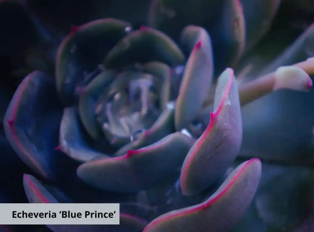 10 Blue Succulents And 5 Bluish Succulents For Your Amazing Garden ...