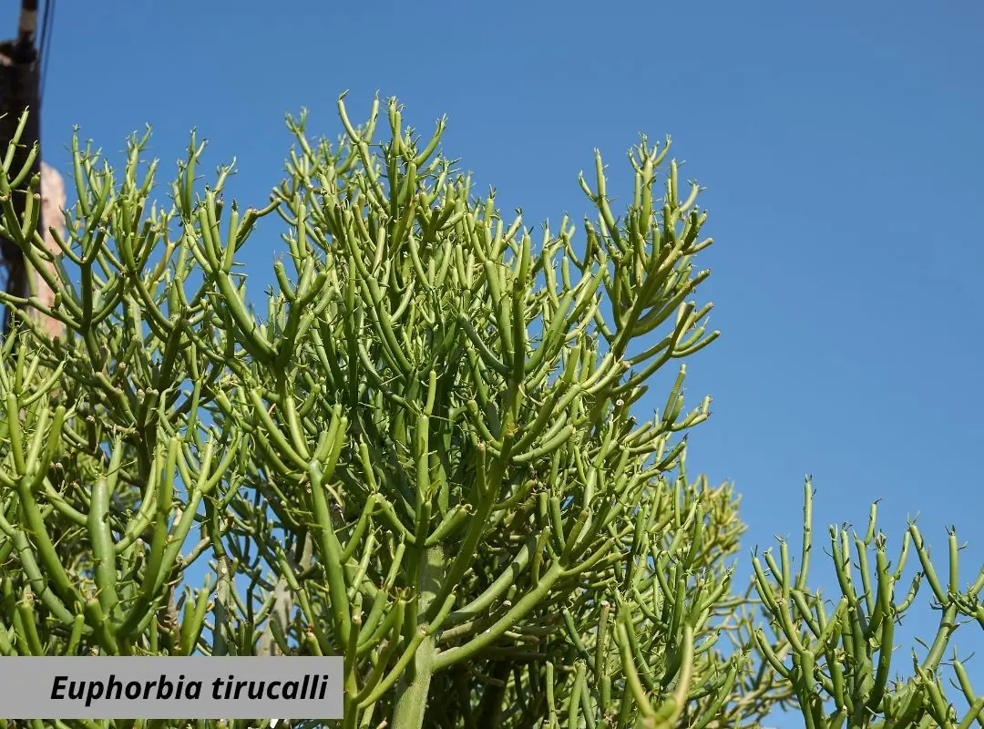 10 Drought Tolerant Succulents For Extreme Weather | Succulent Thrive