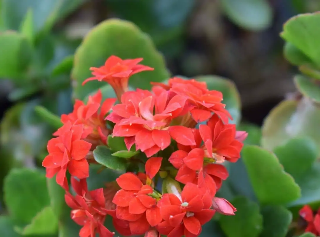 Flaming Katy Pruning Guide | 6 Simple (But Important) Facts | Succulent ...