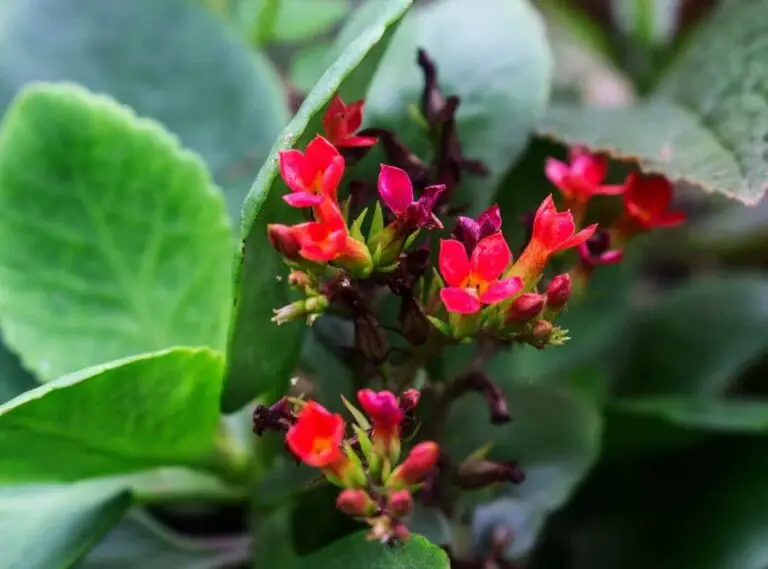 Flaming Katy Care | 14 Amazing Things You Should Know | Succulent Thrive