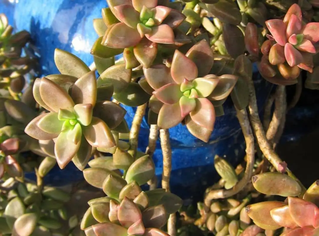 Graptosedum Alpenglow Ultimate Care And 4 Propagation Methods ...