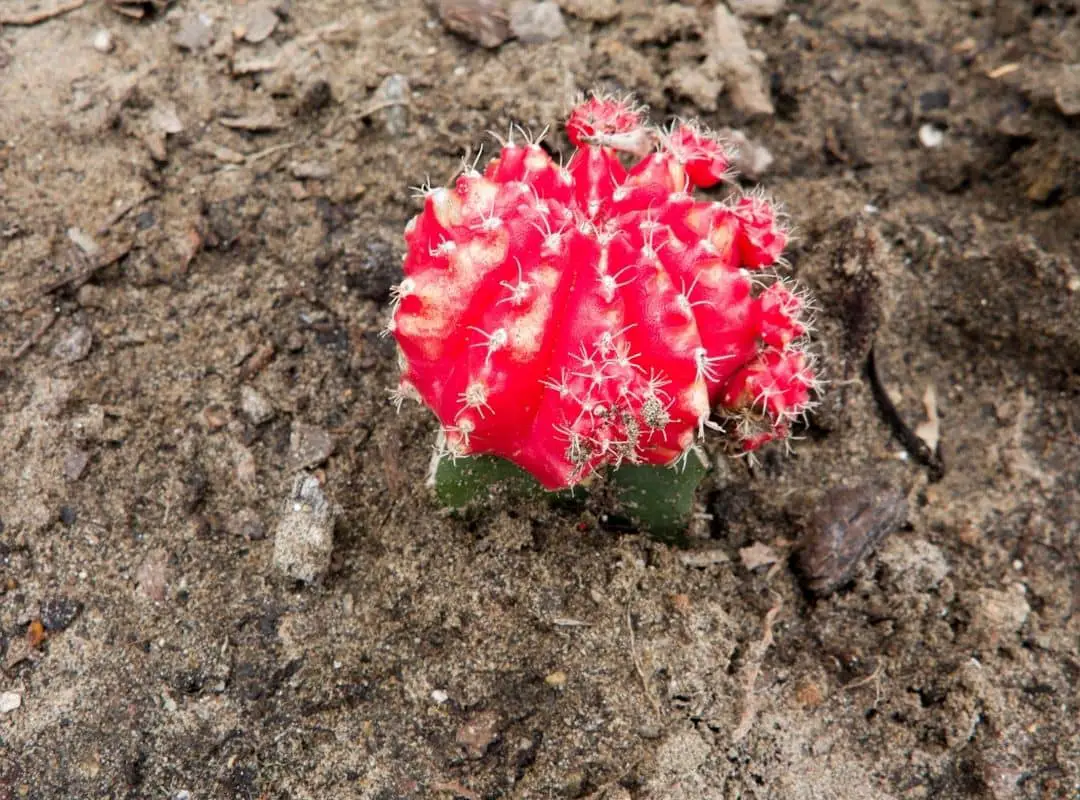 Moon Cactus Soil, Pot, And Repotting | 6 Exciting Facts | Succulent Thrive