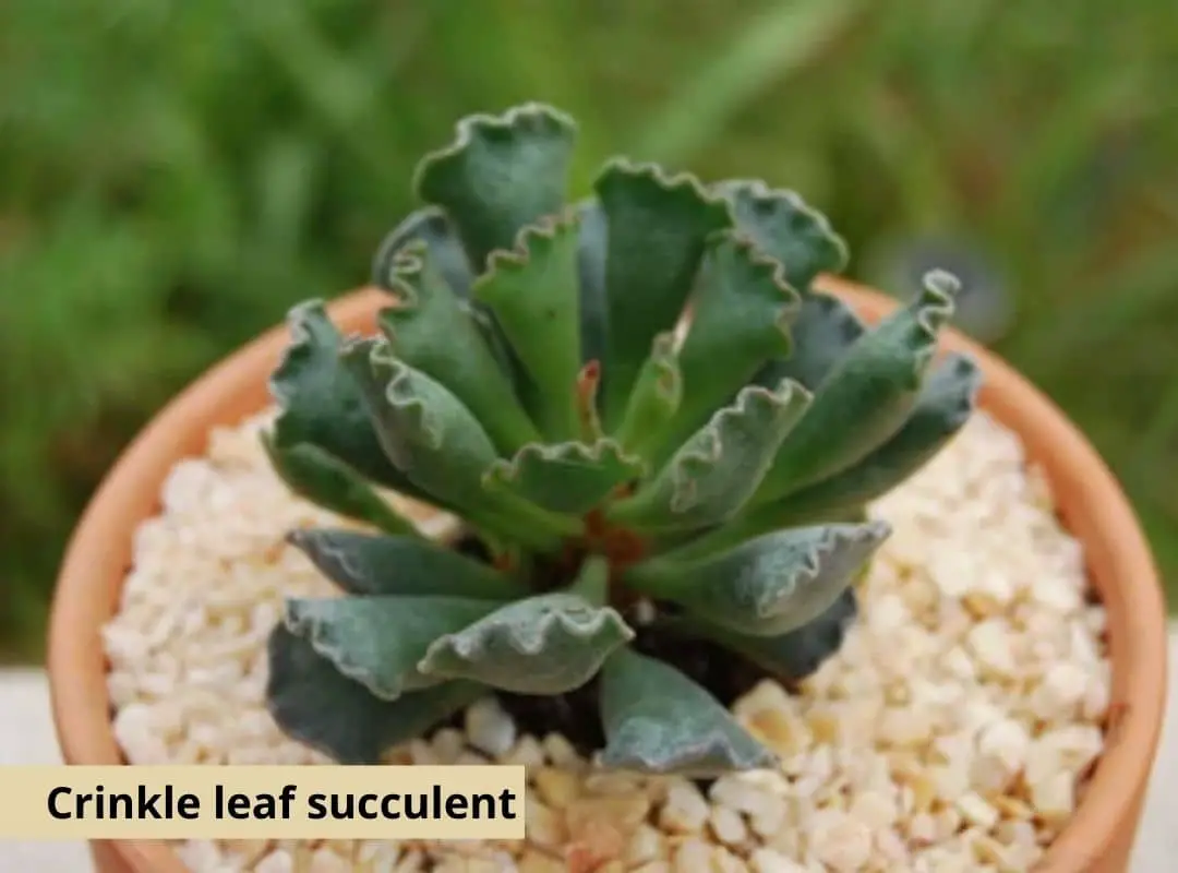 10 Hardy And Beautiful Succulents For The Bathroom | Succulent Thrive