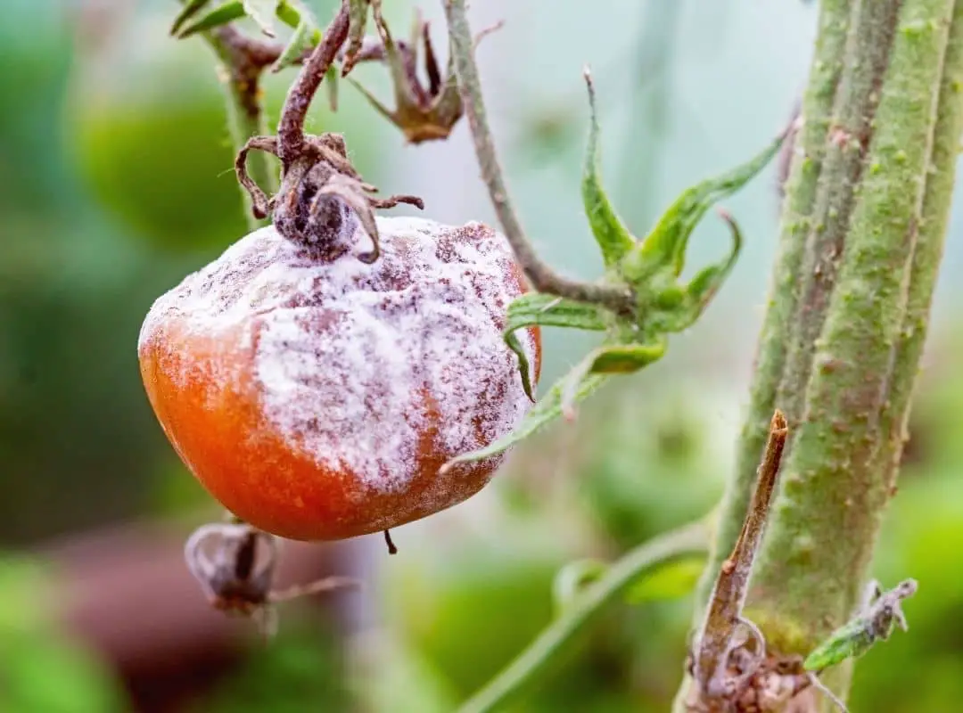 7 Fungal Infection On Succulents? | How To Treat Them | Succulent Thrive