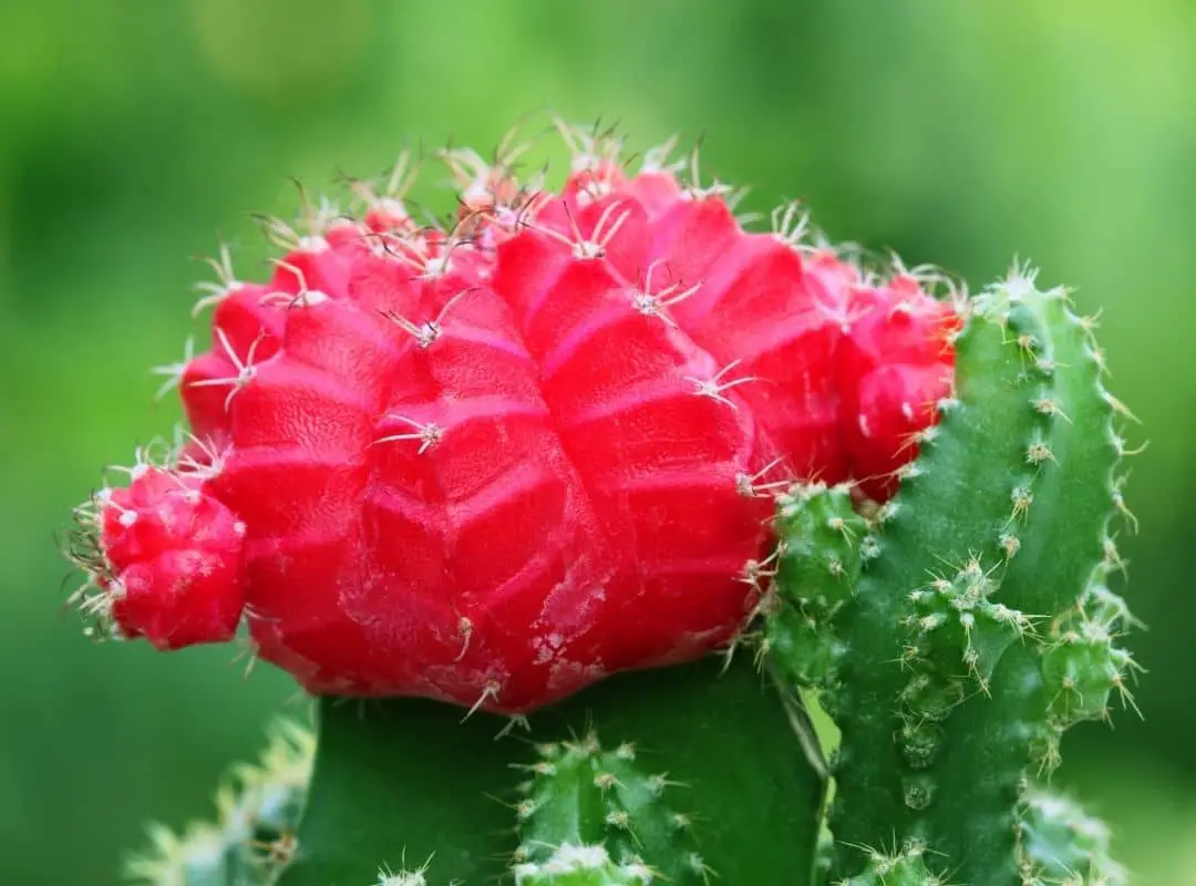 Moon Cactus In The Wild | 5 Secrets Every Gardner Should Know ...