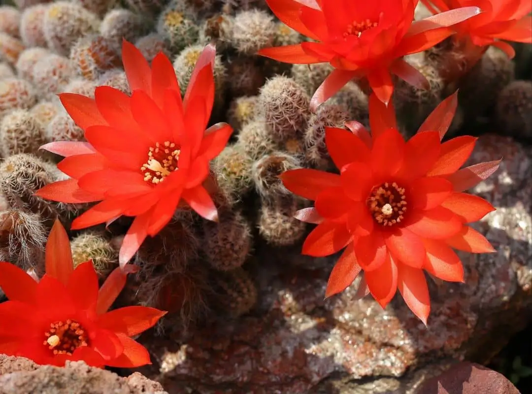 Rat Tail Cactus Flowers | 11 Beautiful Flower Facts | Succulent Thrive