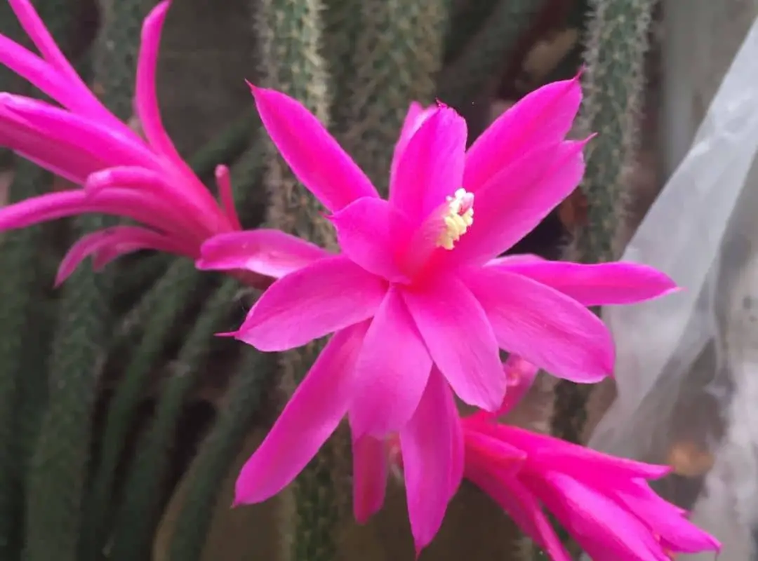 Rat Tail Cactus Flowers | 11 Beautiful Flower Facts | Succulent Thrive