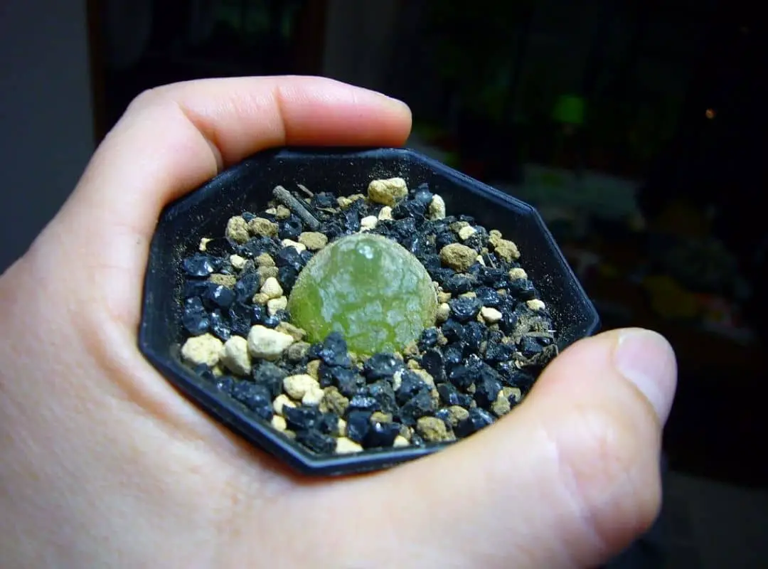 Conophytum Burgeri | Don’t Miss Out These 14 Care Facts | Succulent Thrive