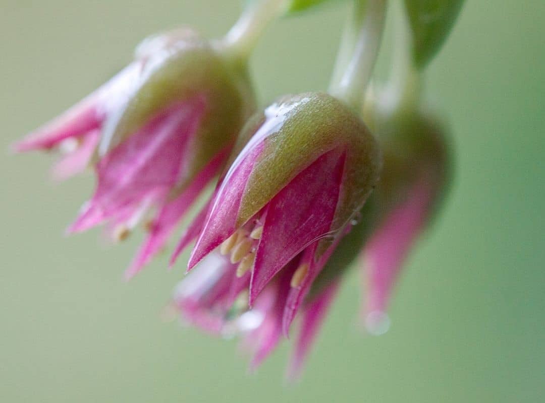 Donkey Tail Plant Flower! (Its Everything You Need To Know) | Succulent ...