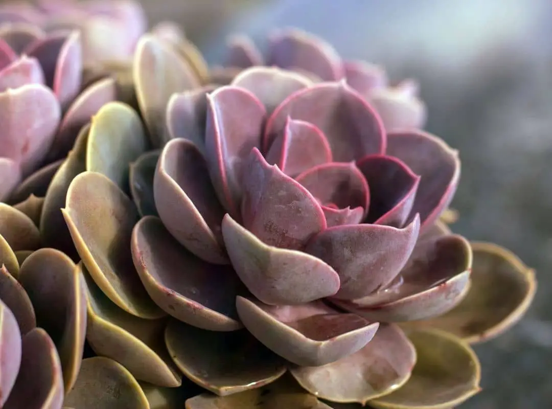 What Succulents Attract Hummingbirds? (11 Plants) | Succulent Thrive