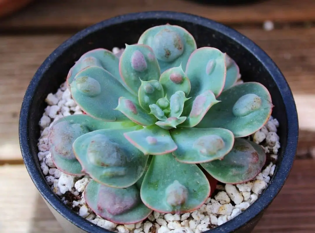 Echeveria Raindrops Succulent | 14 Clear And Unbiased Care Facts ...