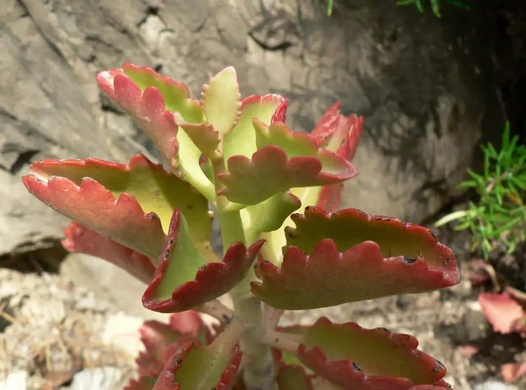 Kalanchoe Sexangularis ( One Of The Most Appealing Succulent ...
