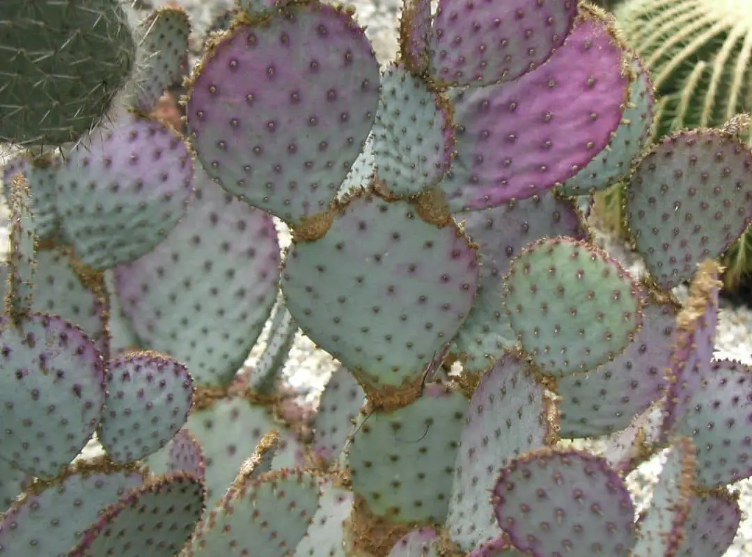 What Succulents Attract Hummingbirds? (11 Plants) | Succulent Thrive