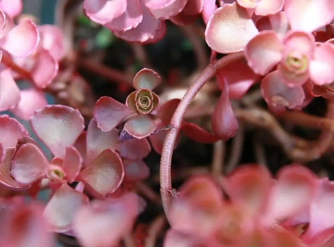 Sedum Spurium Voodoo | 14 Genius Sedum Care Facts | Succulent Thrive