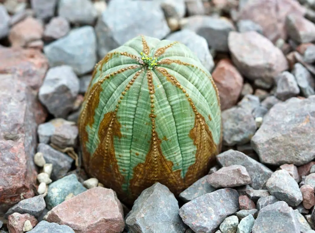 Weird Looking “Baseball Plant” | 14 Essential Care Facts | Succulent Thrive