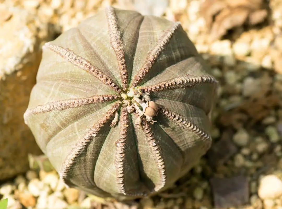 Weird Looking “Baseball Plant” | 14 Essential Care Facts | Succulent Thrive