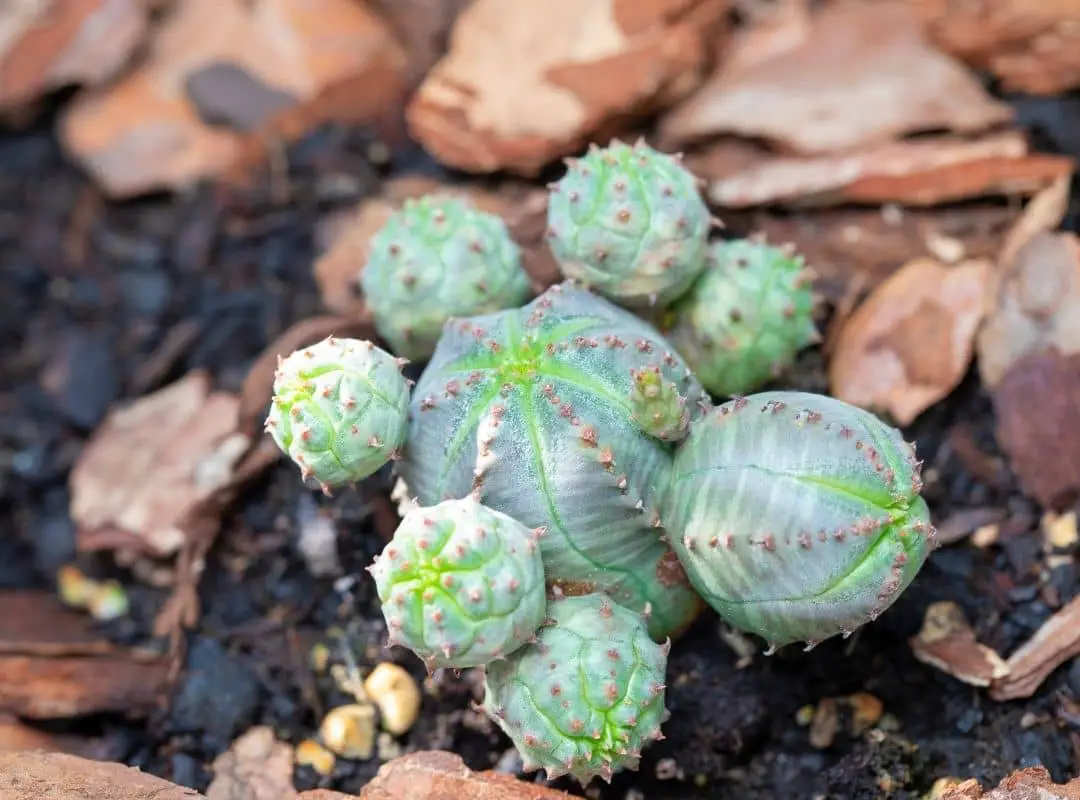 Weird Looking “Baseball Plant” | 14 Essential Care Facts | Succulent Thrive