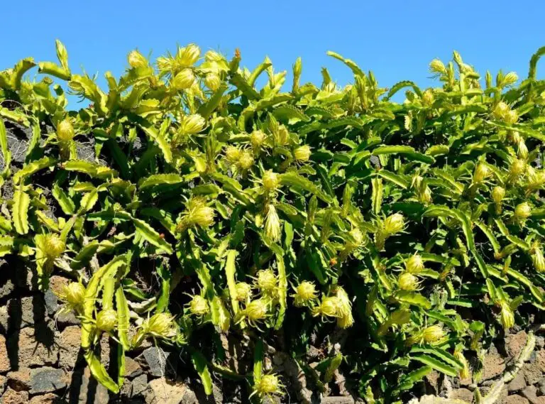 “Rainforest Cactus”, Is It A Myth Or Real Deal ? | Succulent Thrive