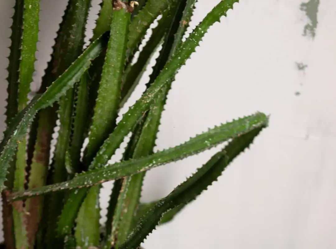 “Rainforest Cactus”, Is It A Myth Or Real Deal ? | Succulent Thrive
