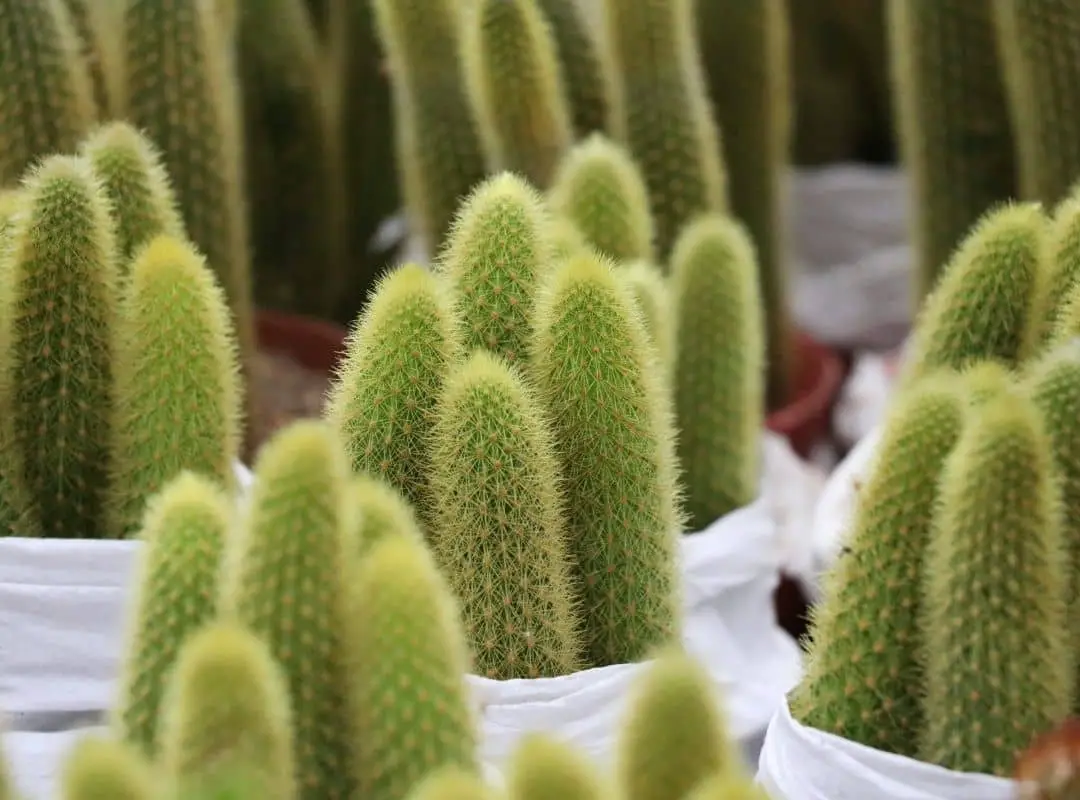 “Rainforest Cactus”, Is It A Myth Or Real Deal ? | Succulent Thrive