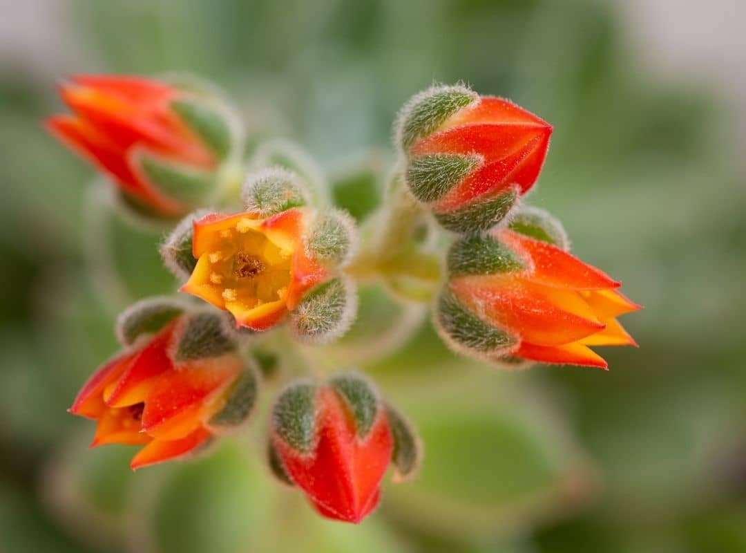 Echeveria Setosa Flower ( It Reminds Me Tiny Fireball ) | Succulent Thrive