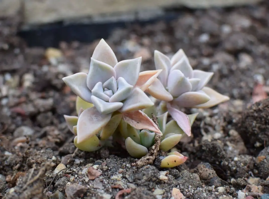 Graptoveria Titubans | Amazing Porcelain Plant Care | Succulent Thrive