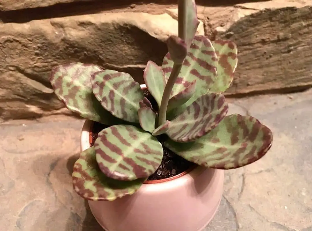 Kalanchoe Humilis | A Kalanchoe With Tiger Like Markings | Succulent Thrive